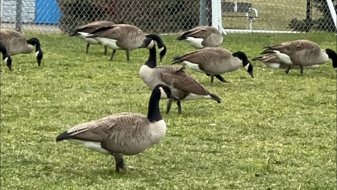 Canada Goose | Geese Are Grazing In Grassland | #geese #goose # ...