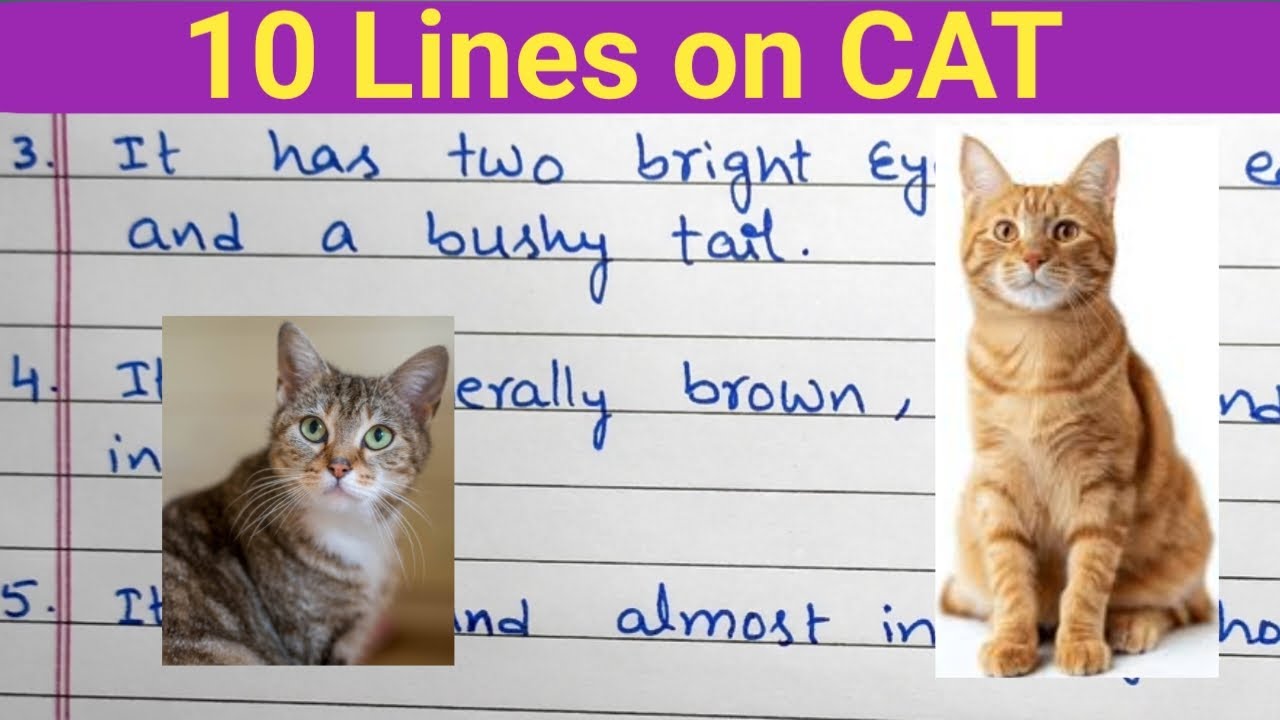 CAT/Short essay on CAT/10 Lines on CAT/Essay on CAT in English/What ...