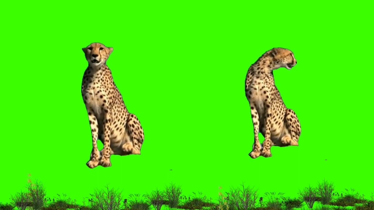 cheetah green screen background-BiRDs&tEcHNicAl - YouTube