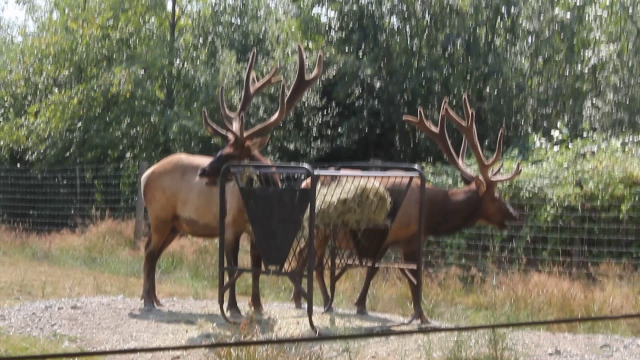 Greater Vancouver Zoo - Elk - YouTube