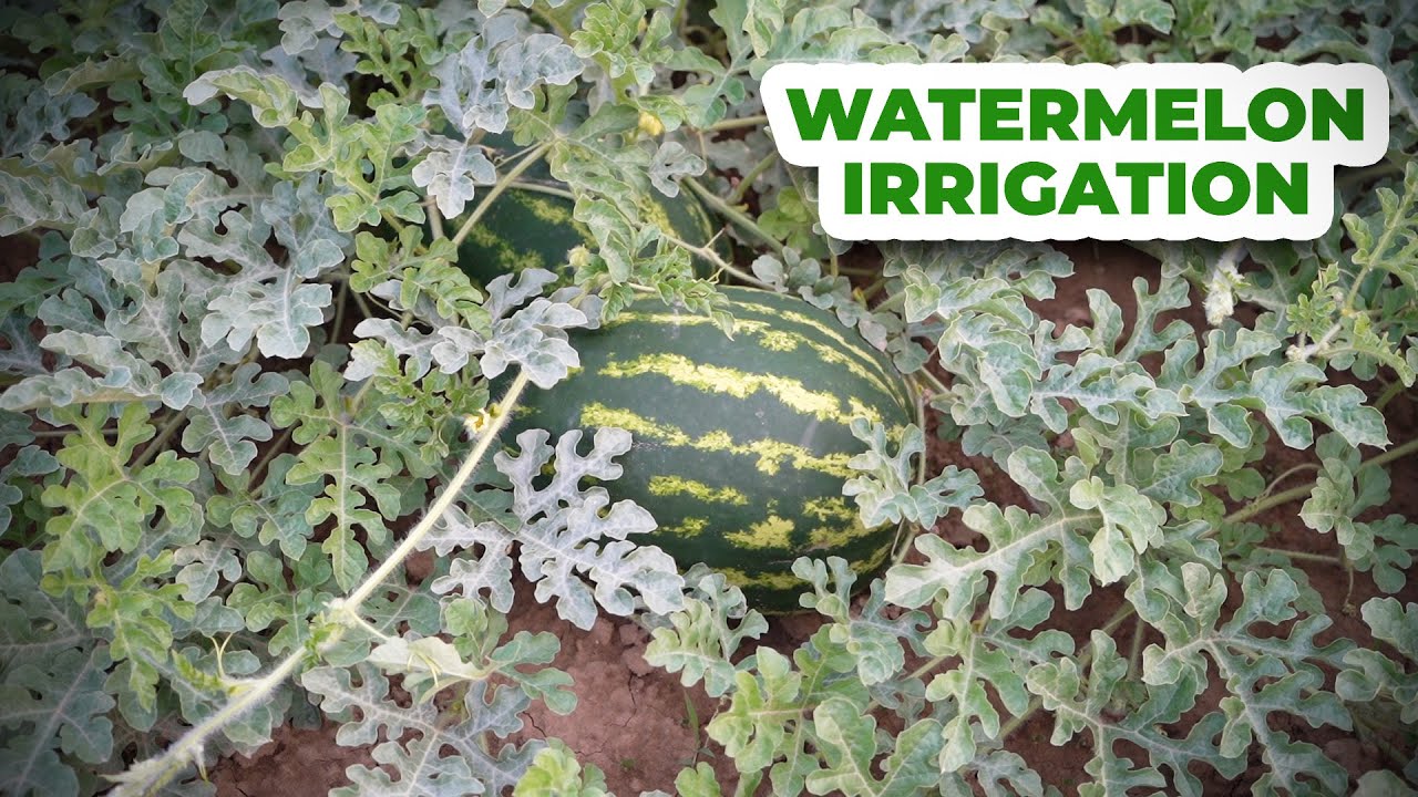 Watermelon Growing and Watering Guide - Watermelon Irrigation Time ...
