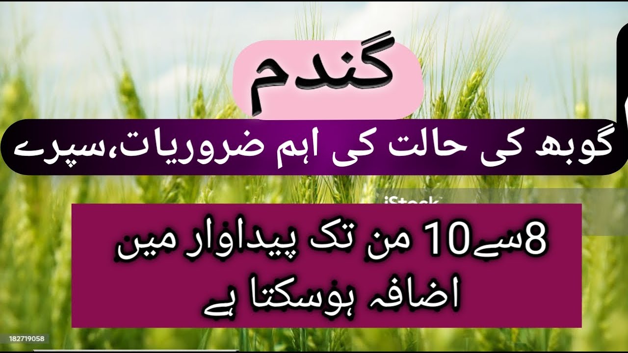 Wheat requirements in booting stage |Use of potash and boron in wheat ...