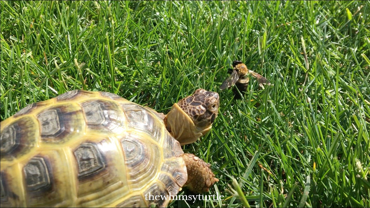 Bee My Friend? - YouTube