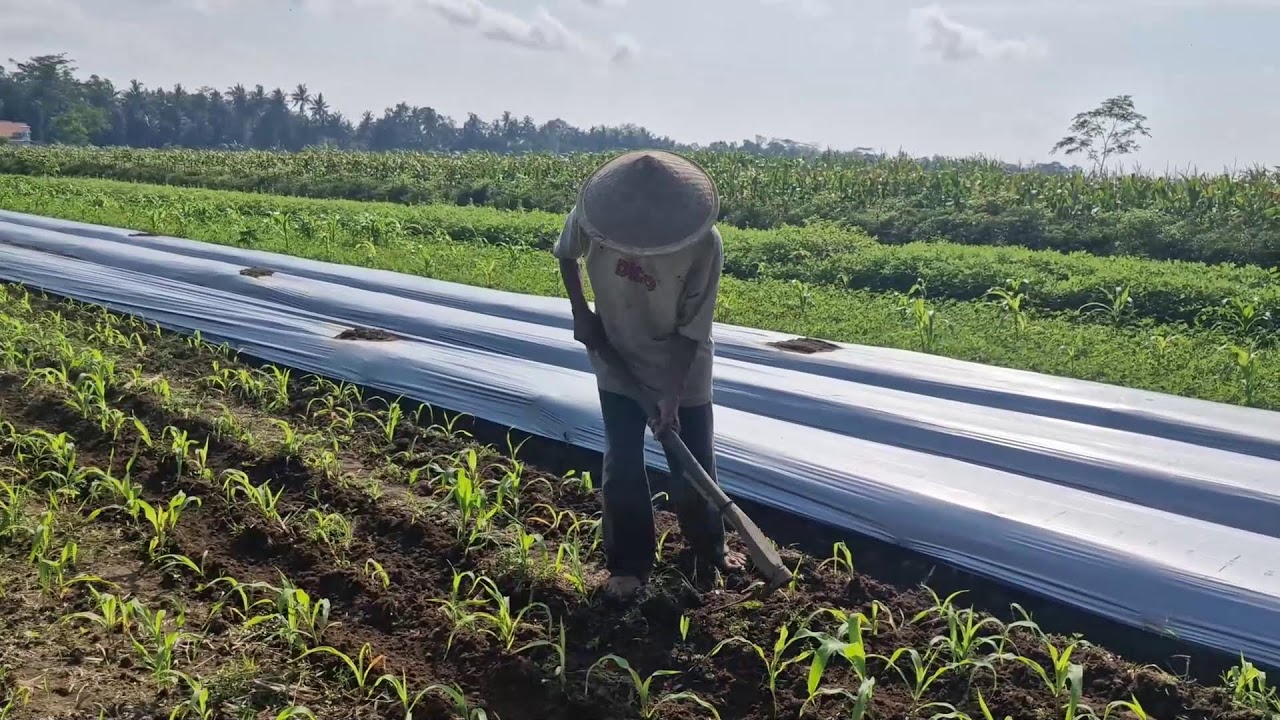 A SIMPLE TECHNIQUE FOR CLEARING WEEDS IN CORN FIELDS USING A HOE ...