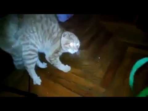 Cat saying NO NO NO NO - YouTube