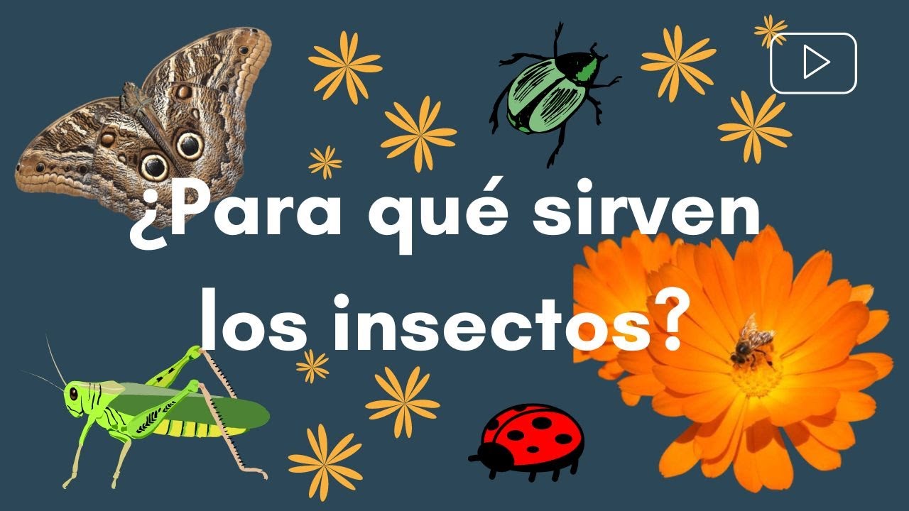 ¿Para qué SIRVEN los INSECTOS? - YouTube