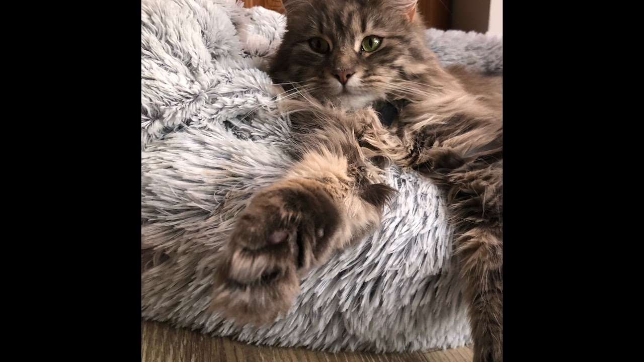 Max Jarvis Live Stream - YouTube