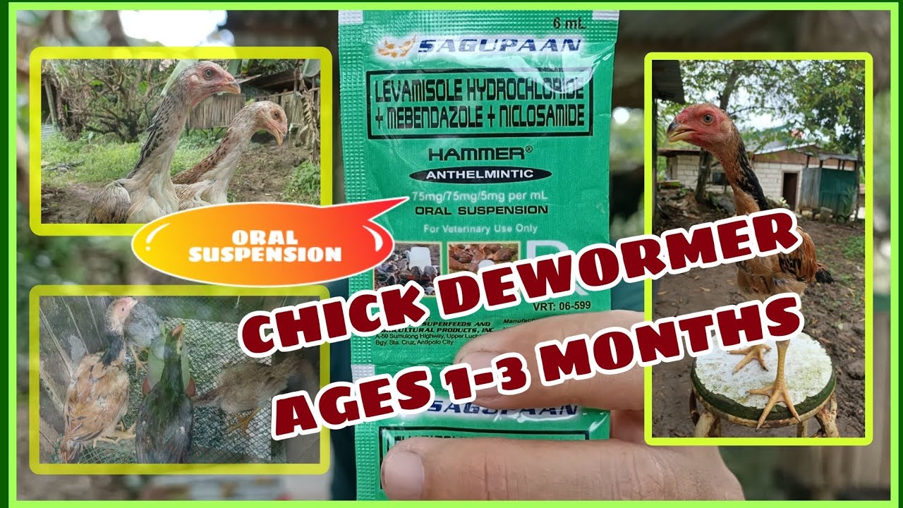 MAGANDANG PAMURGA SA SISIW NA SHAMO||ORAL SUSPENSION|PROVEN VERY ...