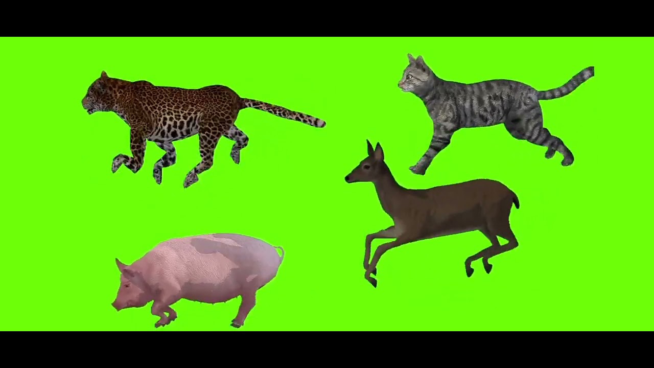 car, peg, deer, lapred, green screen background #viral #animals #comedy ...