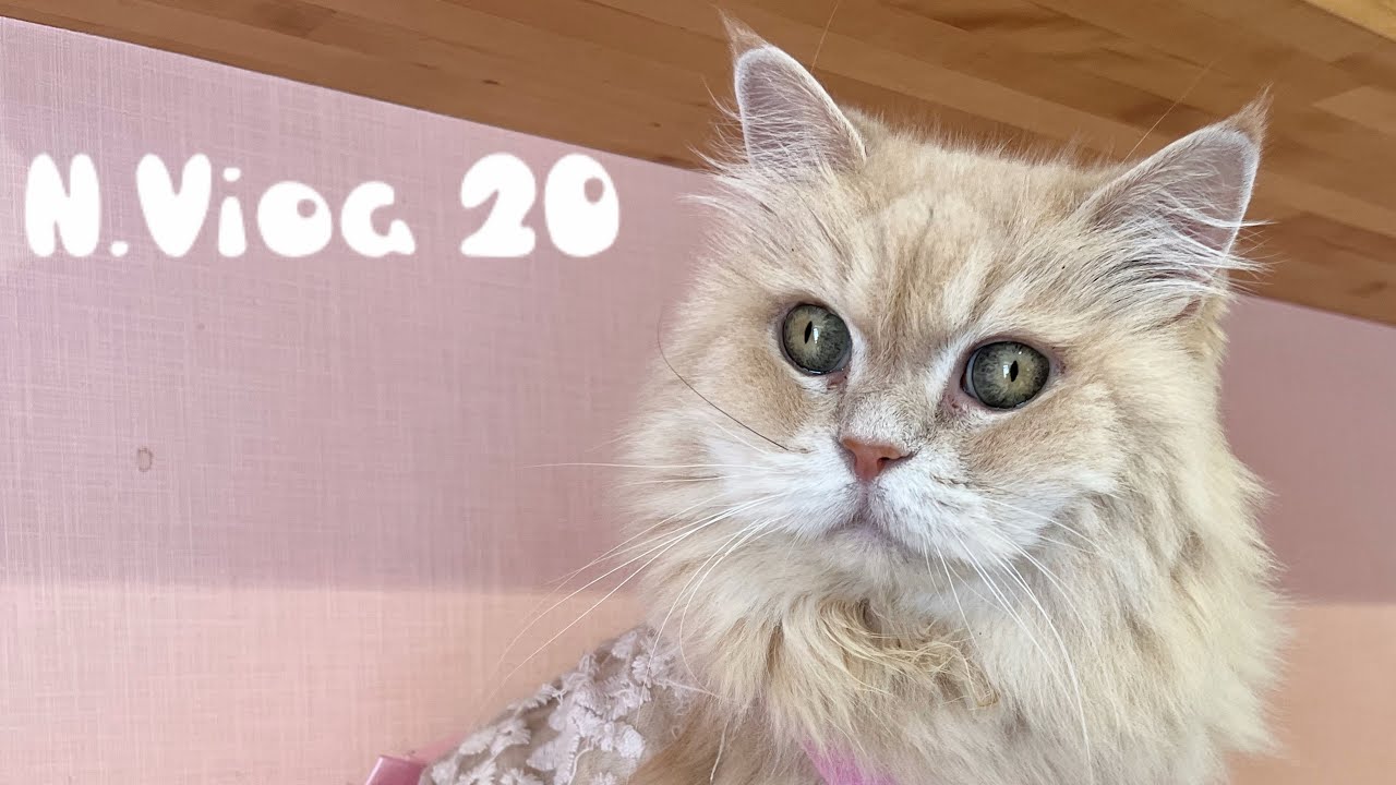 【Vlog 20】セックスレスに悩む - YouTube