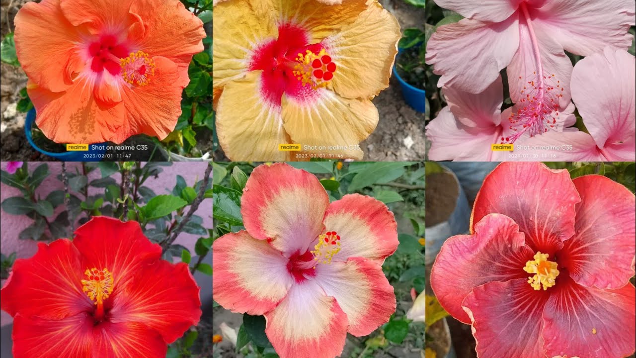 various types of hibiscus flowers plant. various colours of hibiscus ...