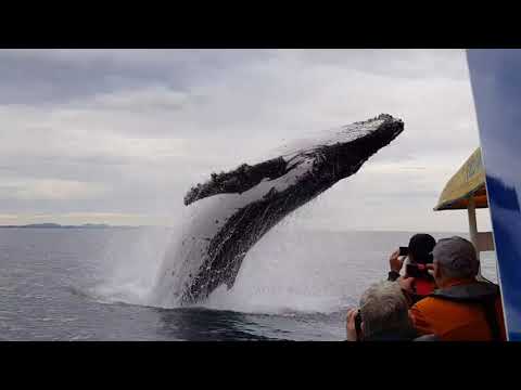 Whale jumps out of water in front of boat