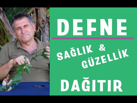 DEFNE YAPRAĞININ FAYDALARI I DEFNE YAPRAĞI ÇAYI NASIL YAPILIR I DEFNE YAĞI NASIL KULLANILIR FAYDASI