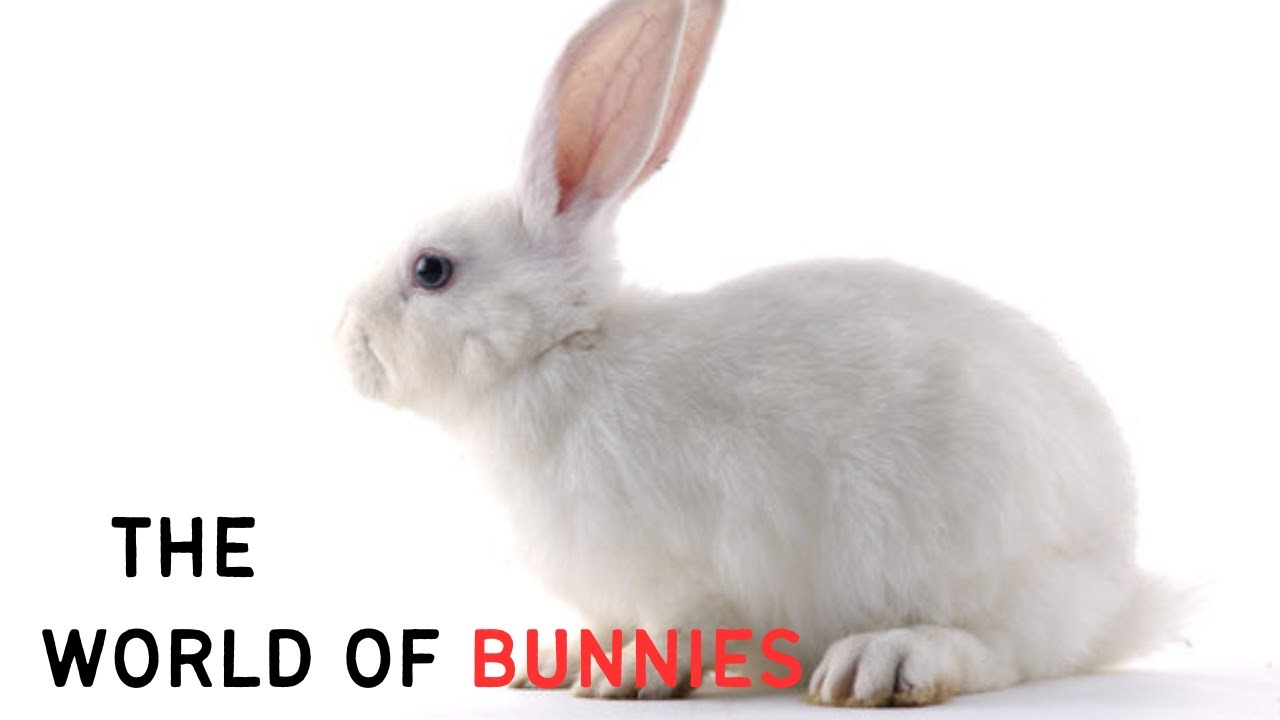 Rabbit Wonderland Discovering the Enchanting World of Bunnies - YouTube