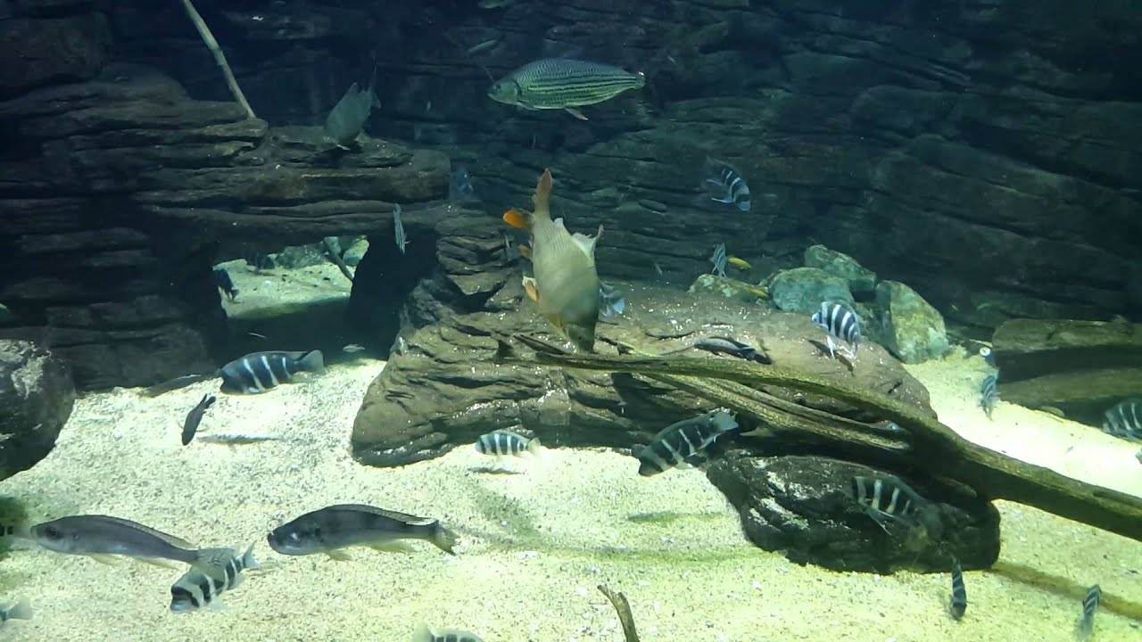 Large frontosa community cichlid tank - YouTube