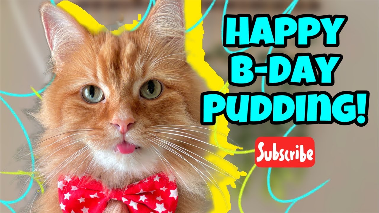 Happy Birthday Pudding! - Live Stream - YouTube