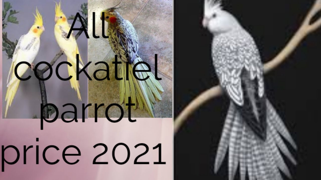 All cockatiel parrot price 2021 eno Red eyes cockatiel eno black eyes ...