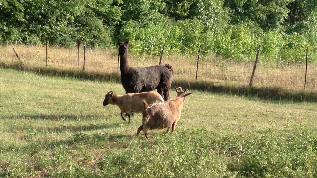 Llama sounding alarm at new puppy - YouTube