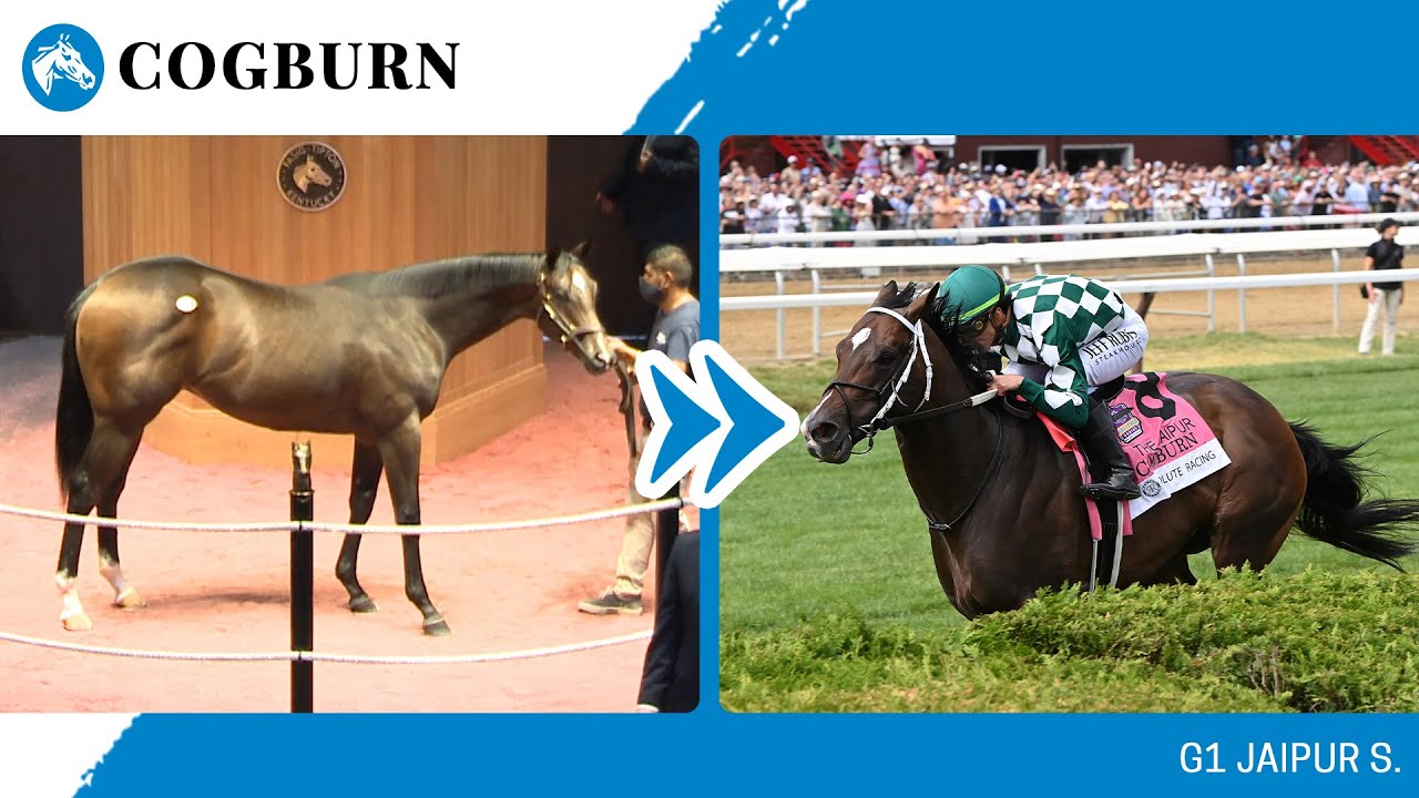 2024 G1 Jaipur S. winner COGBURN at Selected Yearlings Showcase - YouTube