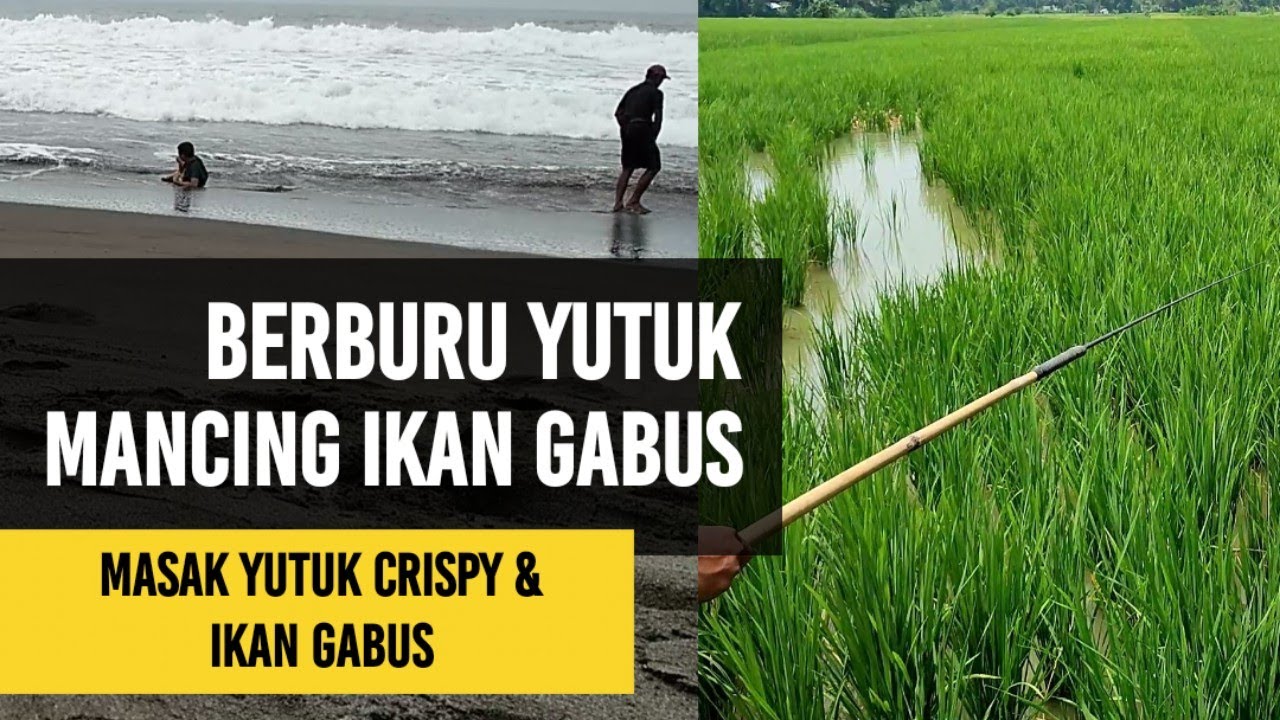 Mancing Ikan Gabus di Sawah, Berburu Undur Undur Laut | Masak Ikan ...