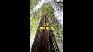 Lost Monarch- World's Biggest Tree & the Grove of Titans- Jed Smith Redwood Park