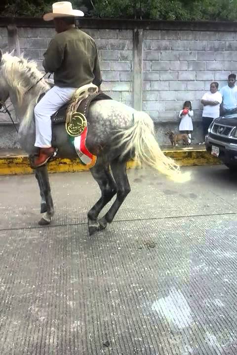 Caballos bailando banda - YouTube