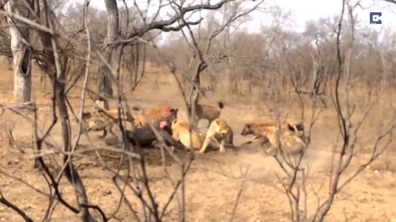 Epic Fight Between Hyenas And Lions - YouTube