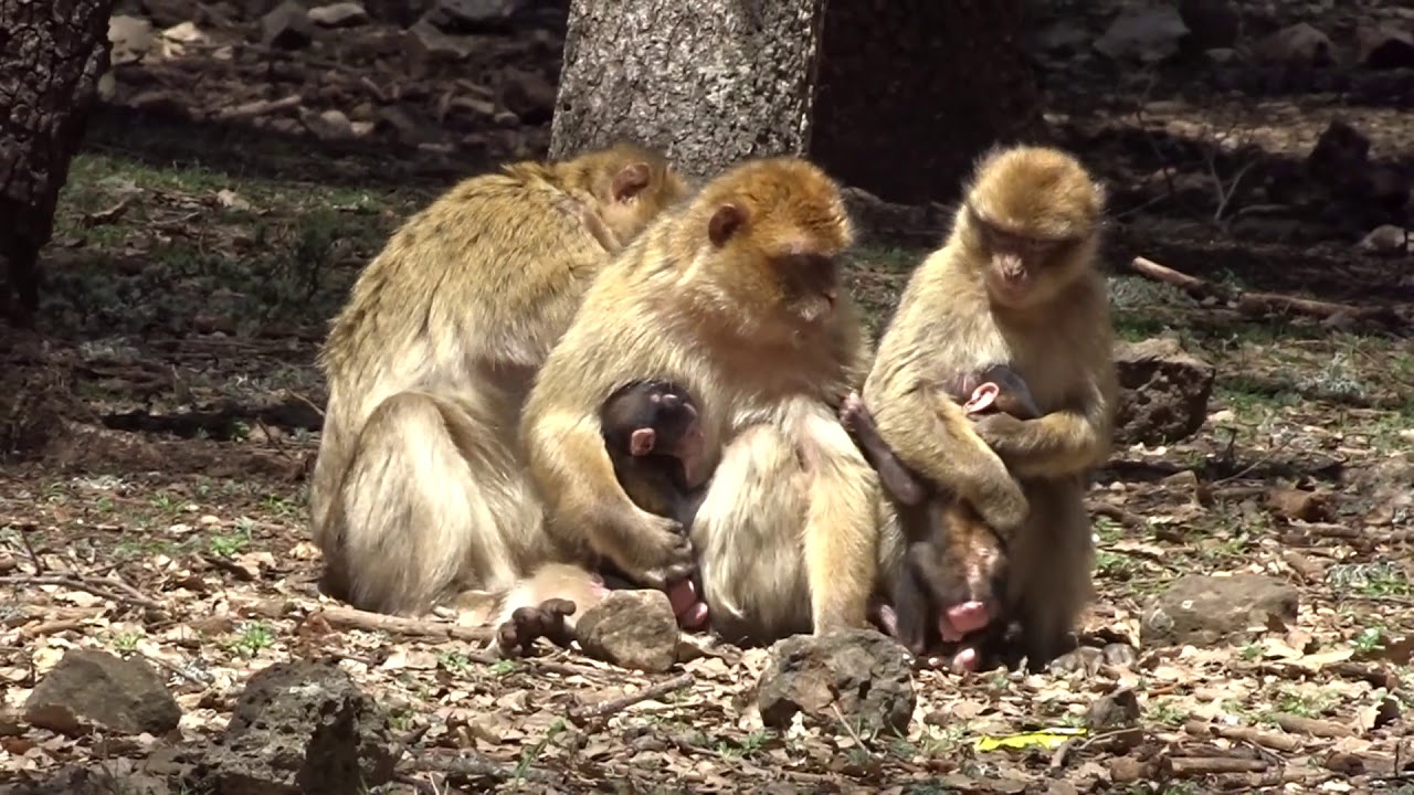 Baby-berberaapjes groeien veilig op - Stichting AAP - YouTube