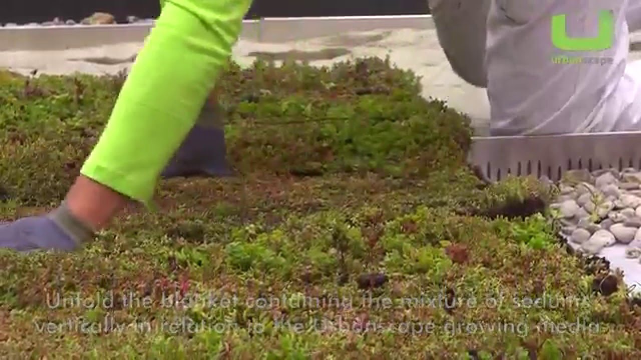Urbanscape Green Roof Instalation ENG - YouTube