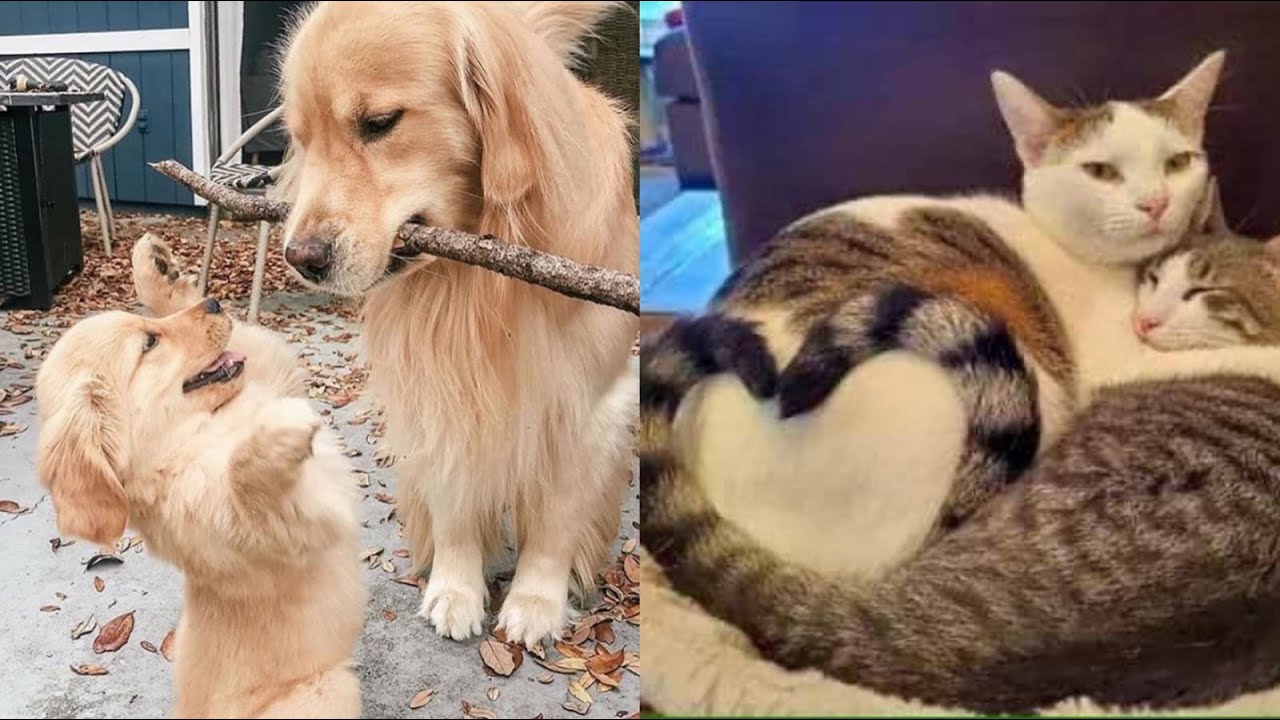 AWW💗😍 Animals So Funny and Cute!! 😹🐶 Compilation cutie moment of the ...