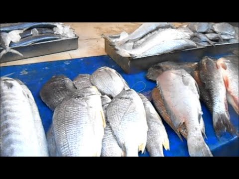 KARACHI OLD FISH MARKET MUSA COLONY. BY HASHIM JAH TEMURI - YouTube