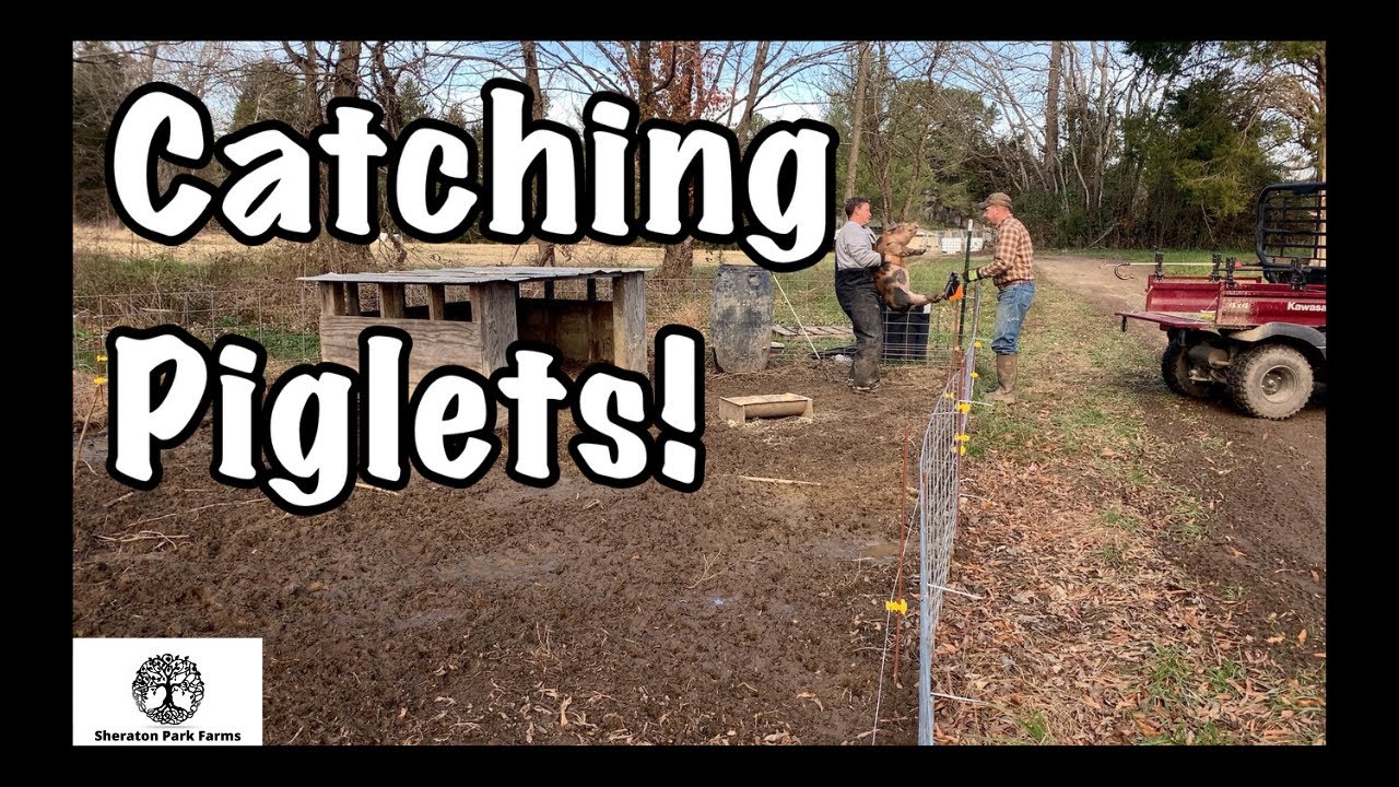 Pastured Pigs - Moving Piglets To A Training Pen - YouTube