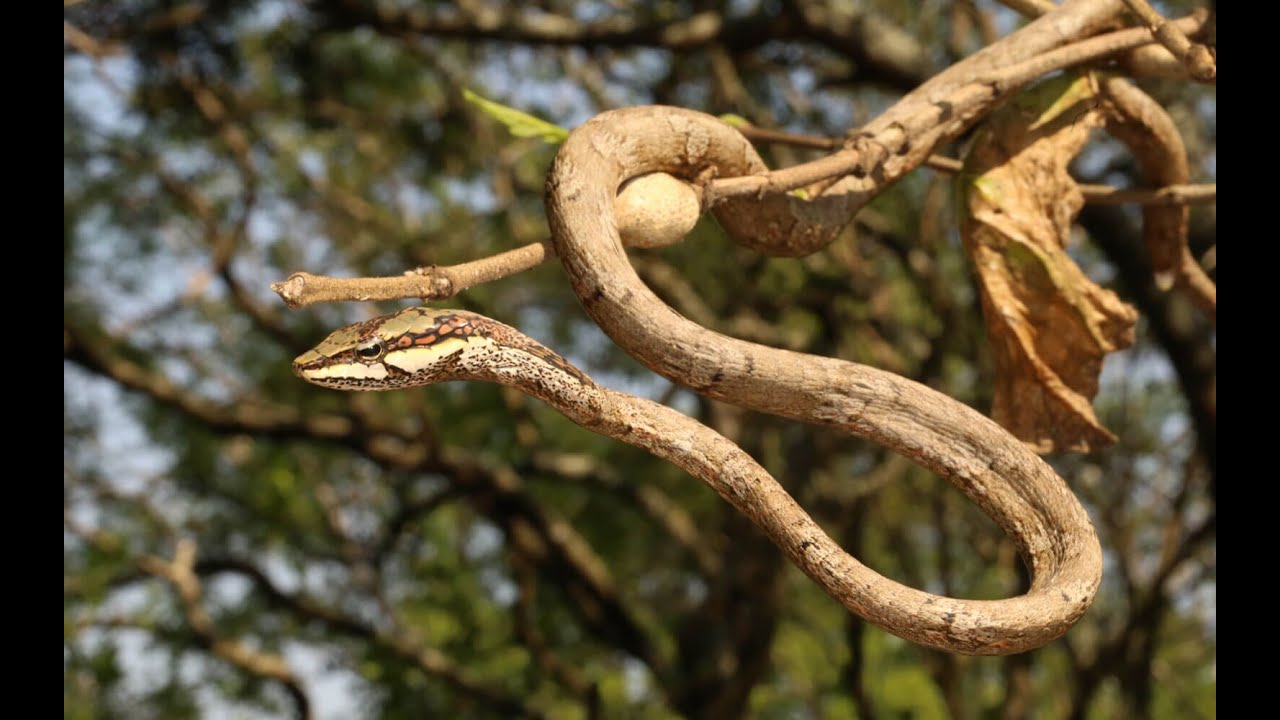 How the Twig Snake Tricks the Eye | Incredible Animal Camouflage the ...