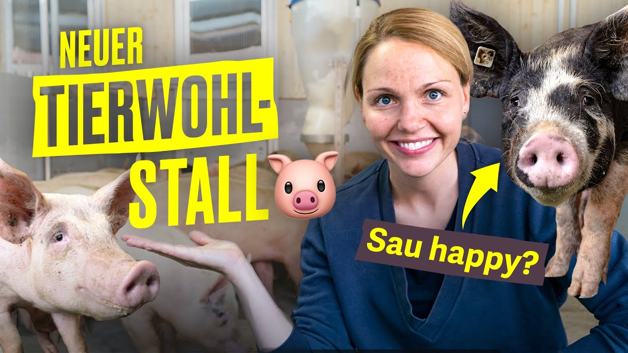 Ist das DER Stall der Zukunft? Gesas Schweine ziehen ein I Hundert ...