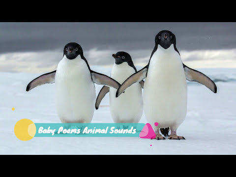 Penguin Sounds Effects