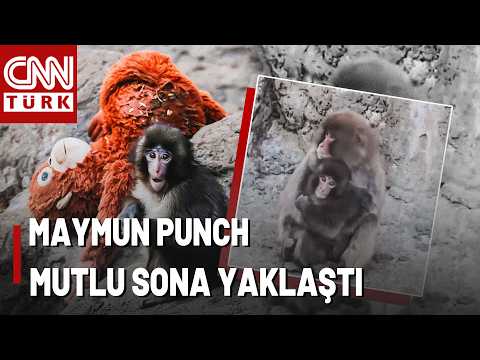 Peluş Anneden Gerçek Aileye! Yavru Maymun Punch'tan Güzel Haber...