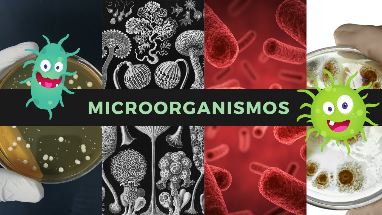 El poder de los microorganismos: Descubre el mundo de los microbios ...