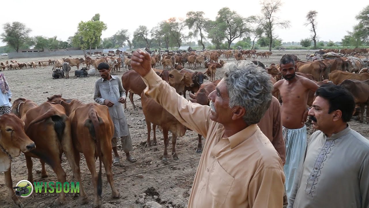 Information about Sahiwal Breed Cow in Punjab Pakistan - YouTube