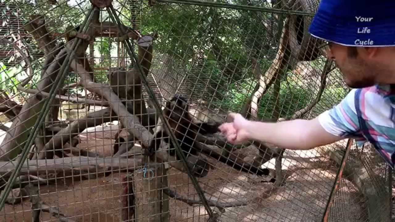 Shake hands with monkey gone wrong - YouTube
