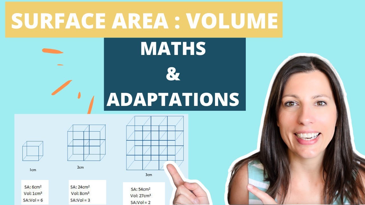 Surface area:Volume ratio calculation & the relevance in Biology.The ...