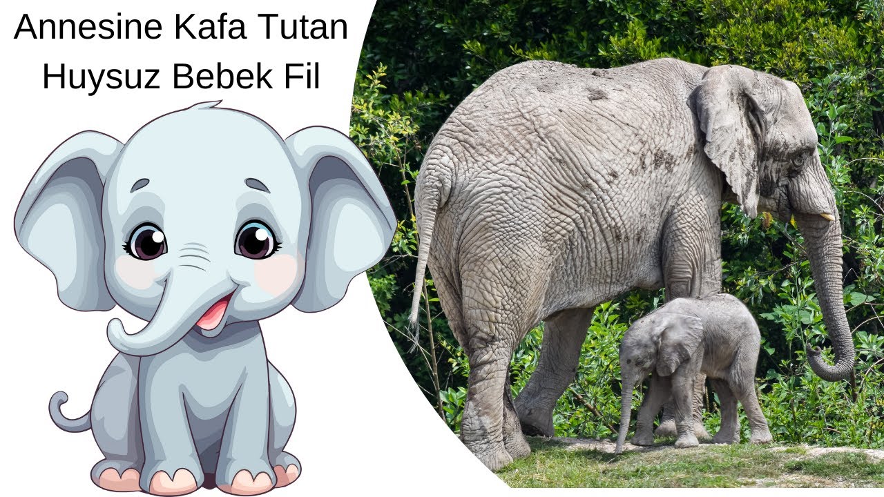 Annesinden İlgi Bekleyen Huysuz Bebek Fil 😂😂😂 - YouTube