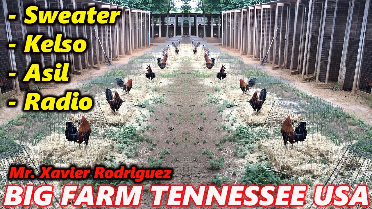 Asil Sweater Kelso Radio - Chilango's Farm | Beautiful Birds - YouTube