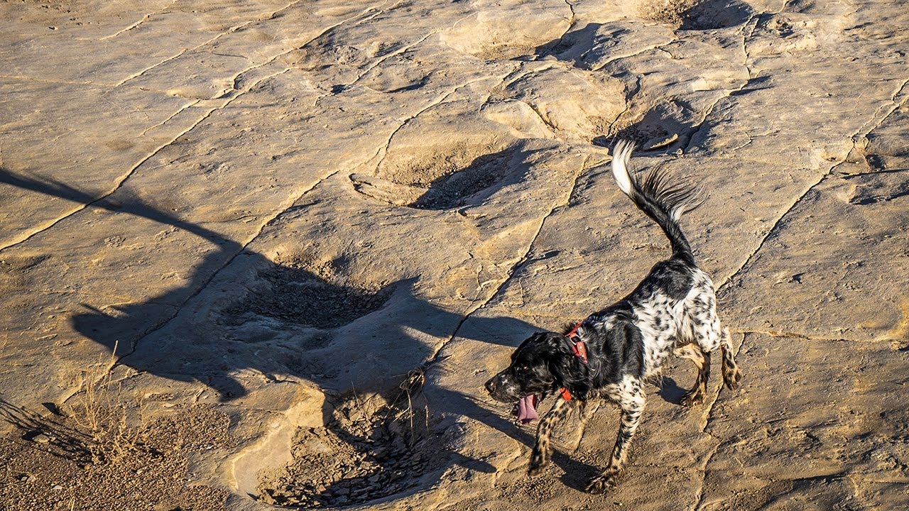 Bird Dogs and Dinosaurs Hunting in Comanche National Grassland ...