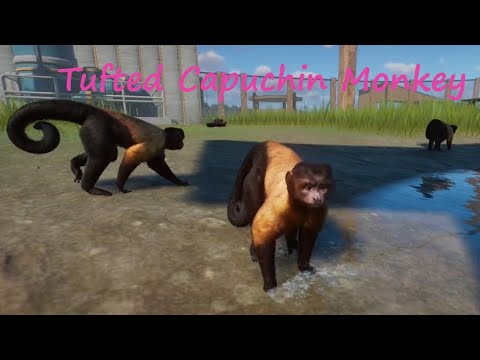 Tufted Capuchin Monkey by Leaf - Planet Zoo Mod - YouTube