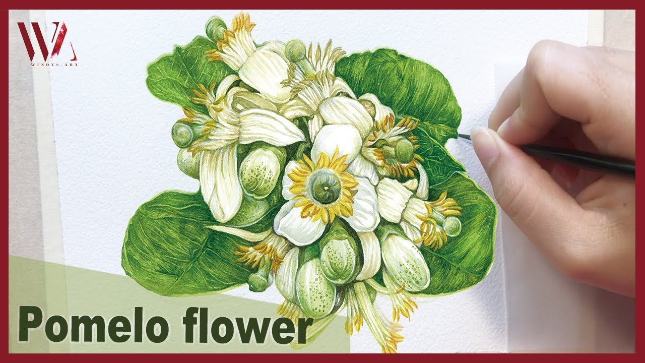 How to Paint Pomelo Flower in Watercolor- Windy Shih - YouTube