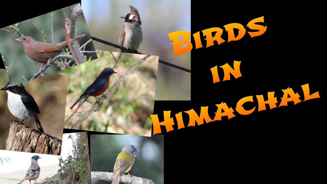 Amazing Indian Birds in Himachal #naturerelaxation #birds #birdslover # ...