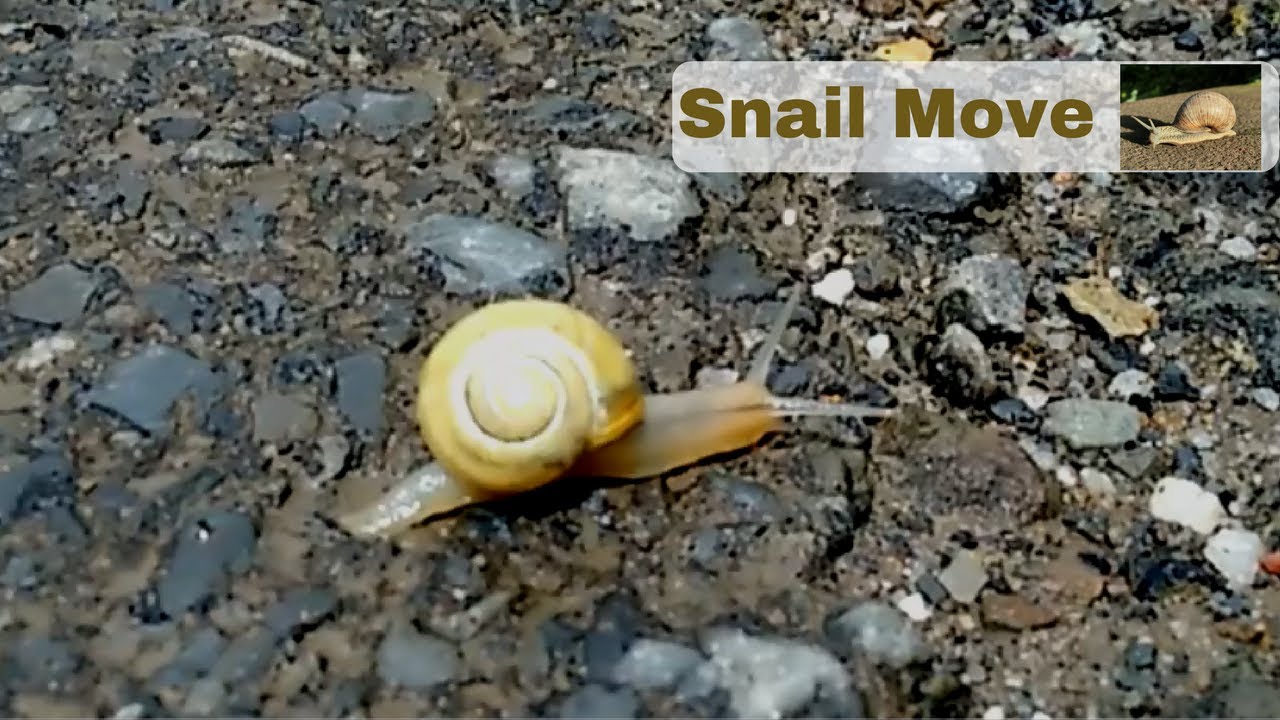 snail moving across | रंगोली | Snail - YouTube