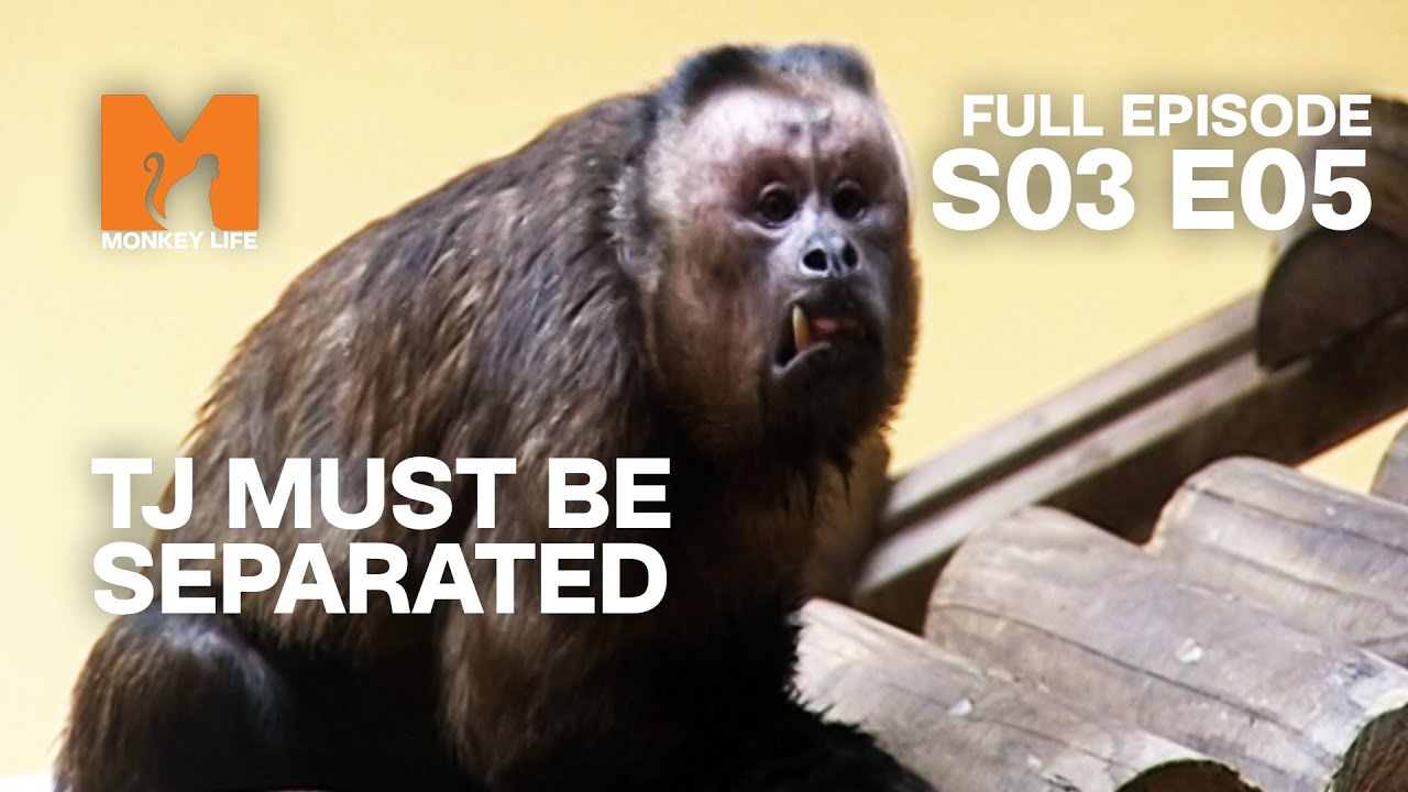 26 Crazy Capuchins | Season 3 Episode 5 | Full Episode | Monkey Life ...