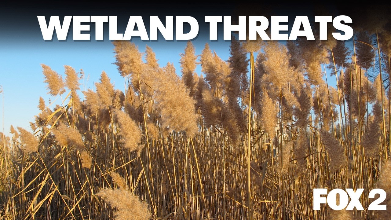 Muskrats, phragmites, and the perils Michigan wetlands face | Brother ...