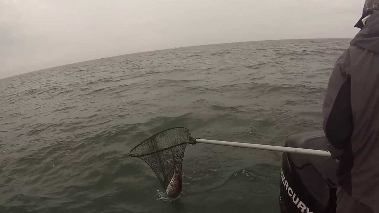 GOPRO: Lake Erie Walleye Trolling - YouTube